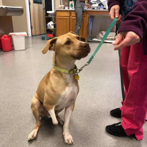 Pet Behavior Counseling In Portland, ME | Casco Bay Vet